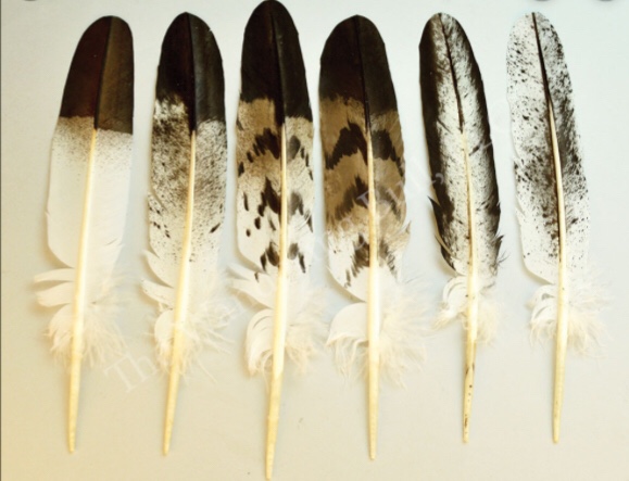 Birds of a feather! – Images in Bloom Studio LLC