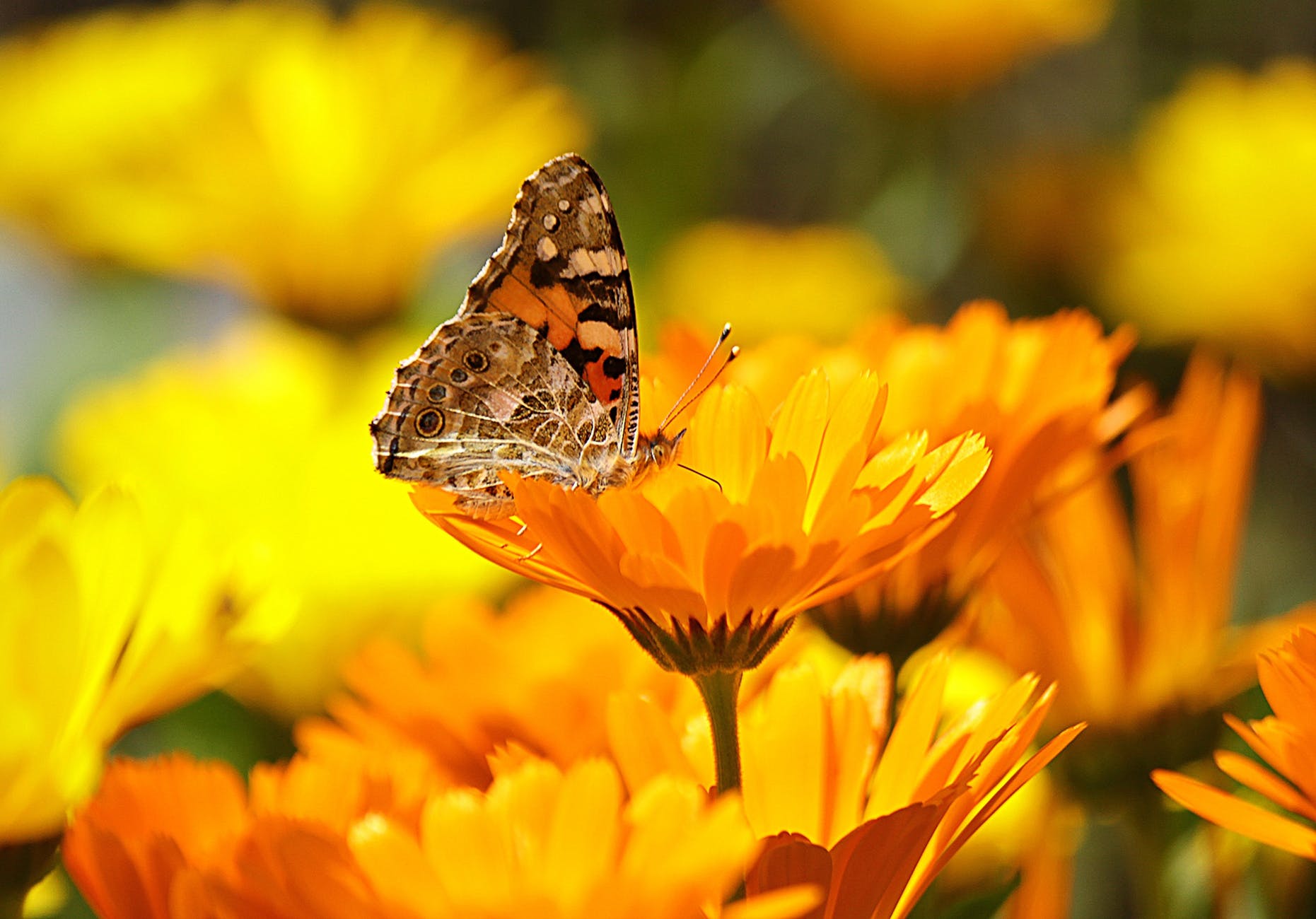 butterfly perched on the yellow petaled flower during daytime – Images ...