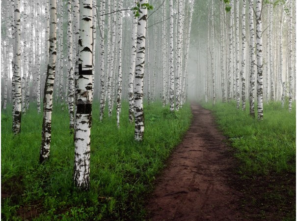 Birch Tar – Images in Bloom Studio LLC